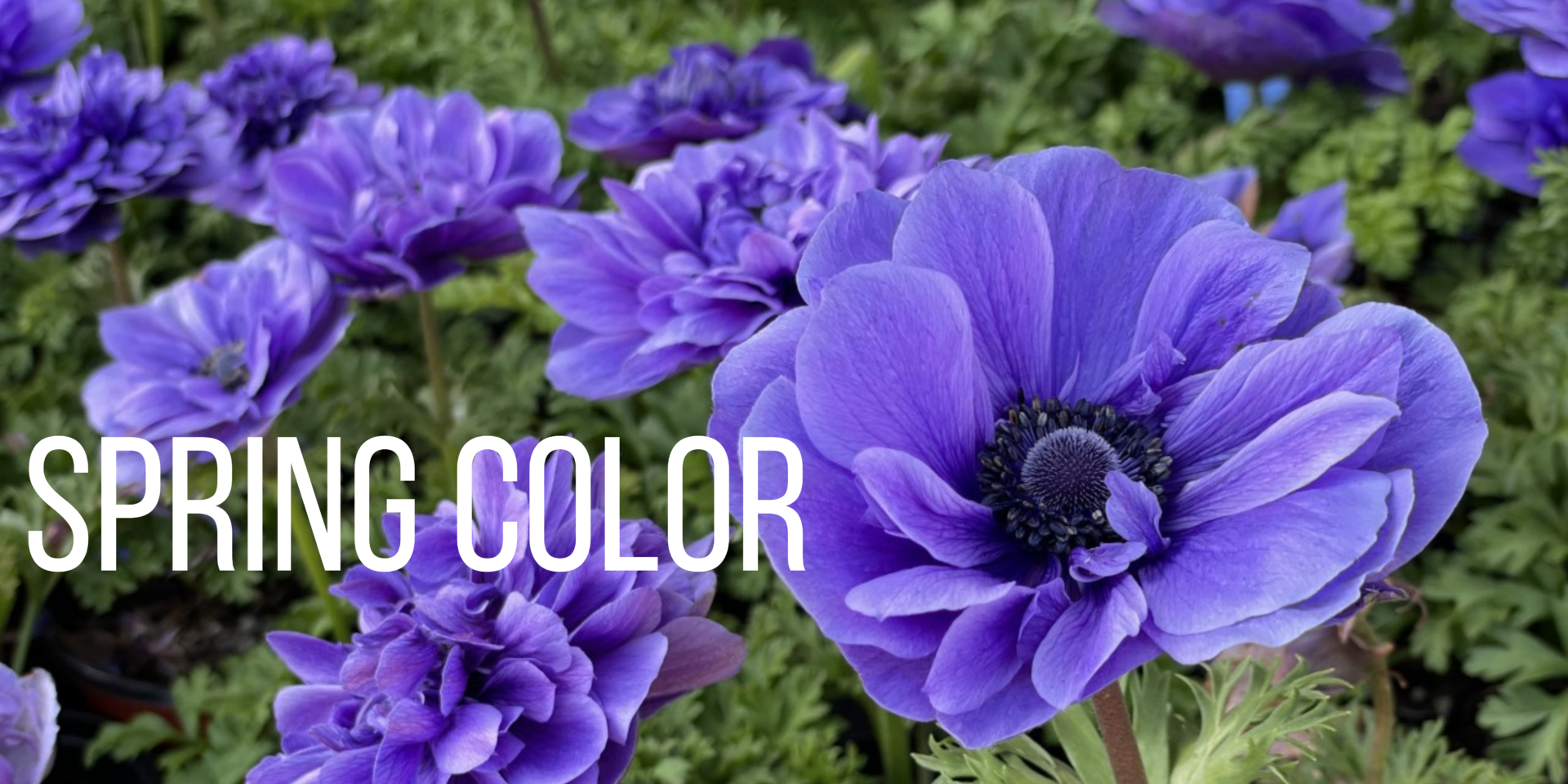 Collection: Color Splash - Sequoia Environmental Services